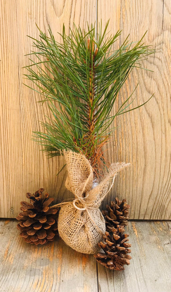 Pin negru (Pinus nigra), set 7 buc. – Natura La Pachet