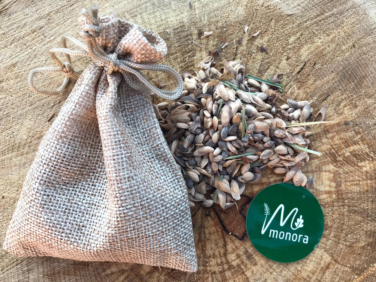 Semințe pin negru (pinus nigra) 50gr – Natura La Pachet